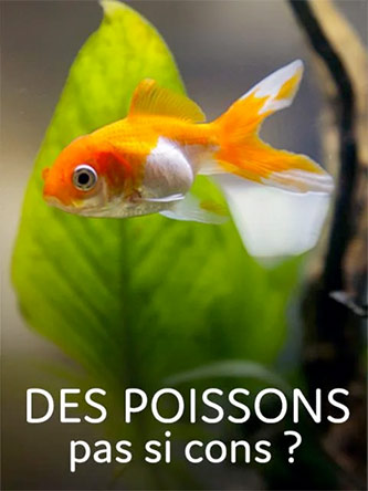 Des poissons pas si cons ? documantaire pour quel âge ? 7 ans